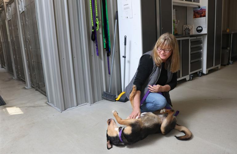 Auburn awards dog control contract to Canine Cove