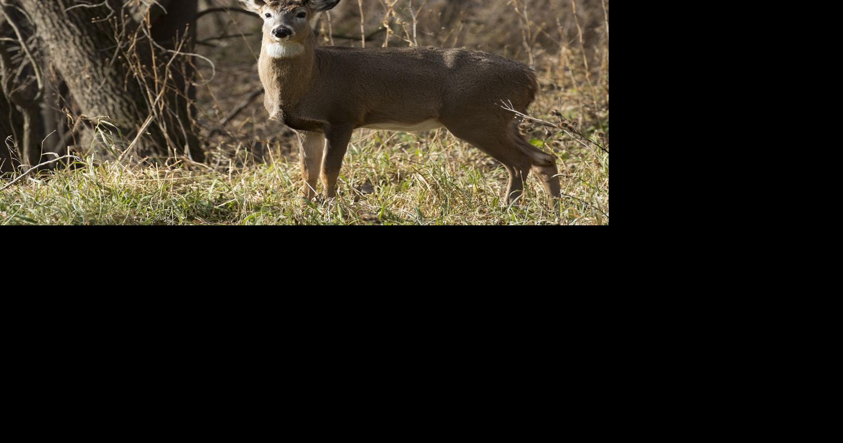 White-tailed deer in Cayuga County tests positive for rabies