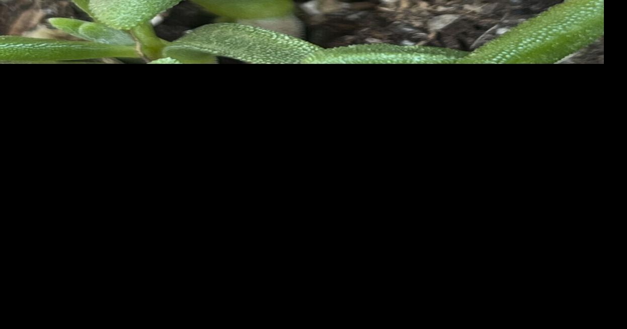 Gardening-Flammable Plants