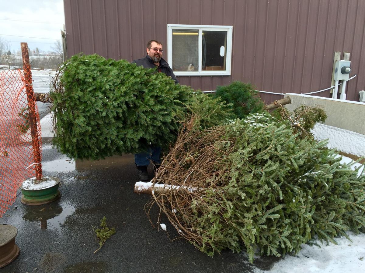 Eco Talk: How you can recycle your Christmas tree in Cayuga County