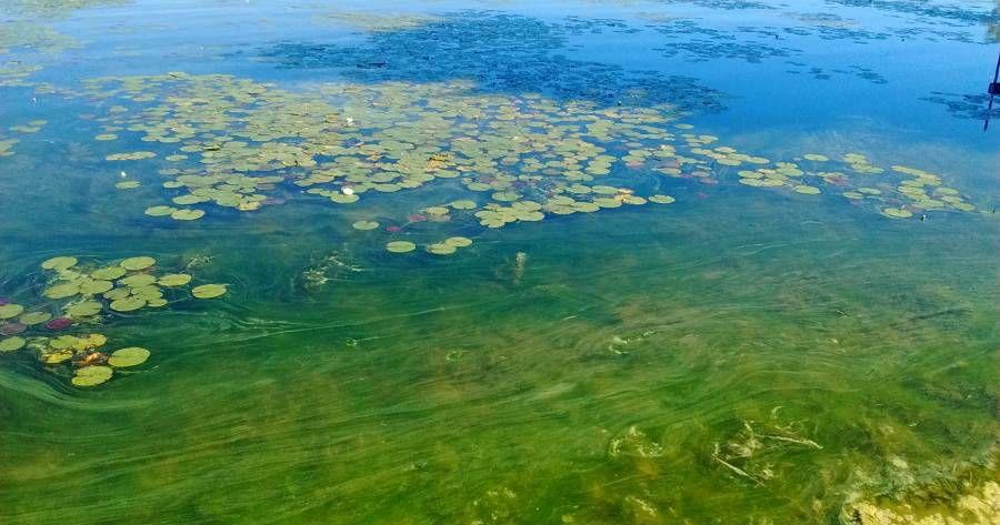What is blue-green algae, and why is it a problem?