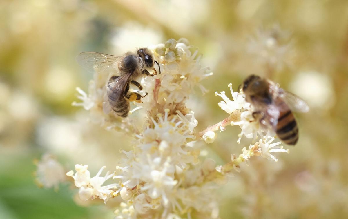 Gardens need more native plants — and pollinators (column)