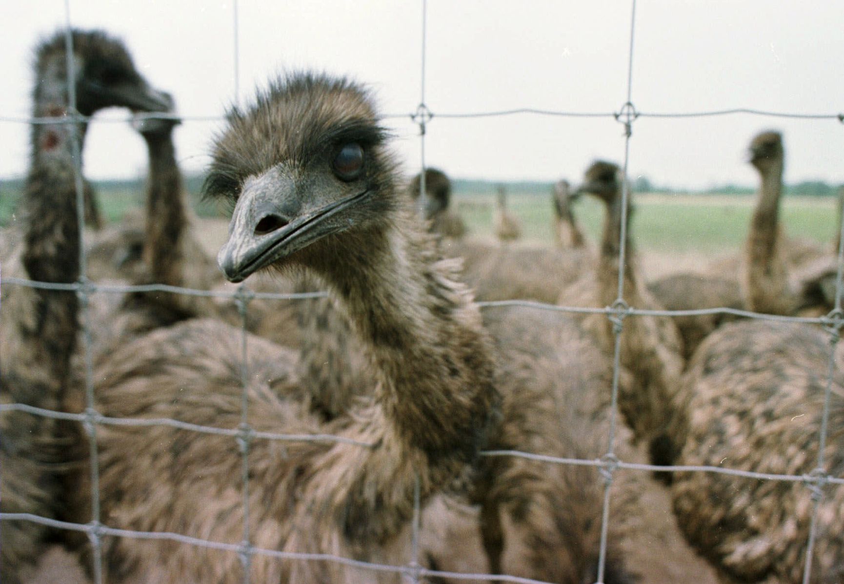 Elusive emu evades capture, ruffles feathers in Virginia