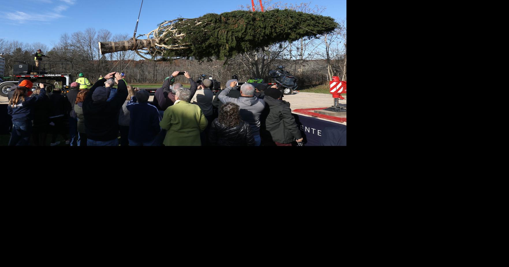 Rockefeller Christmas tree cut down at NY home