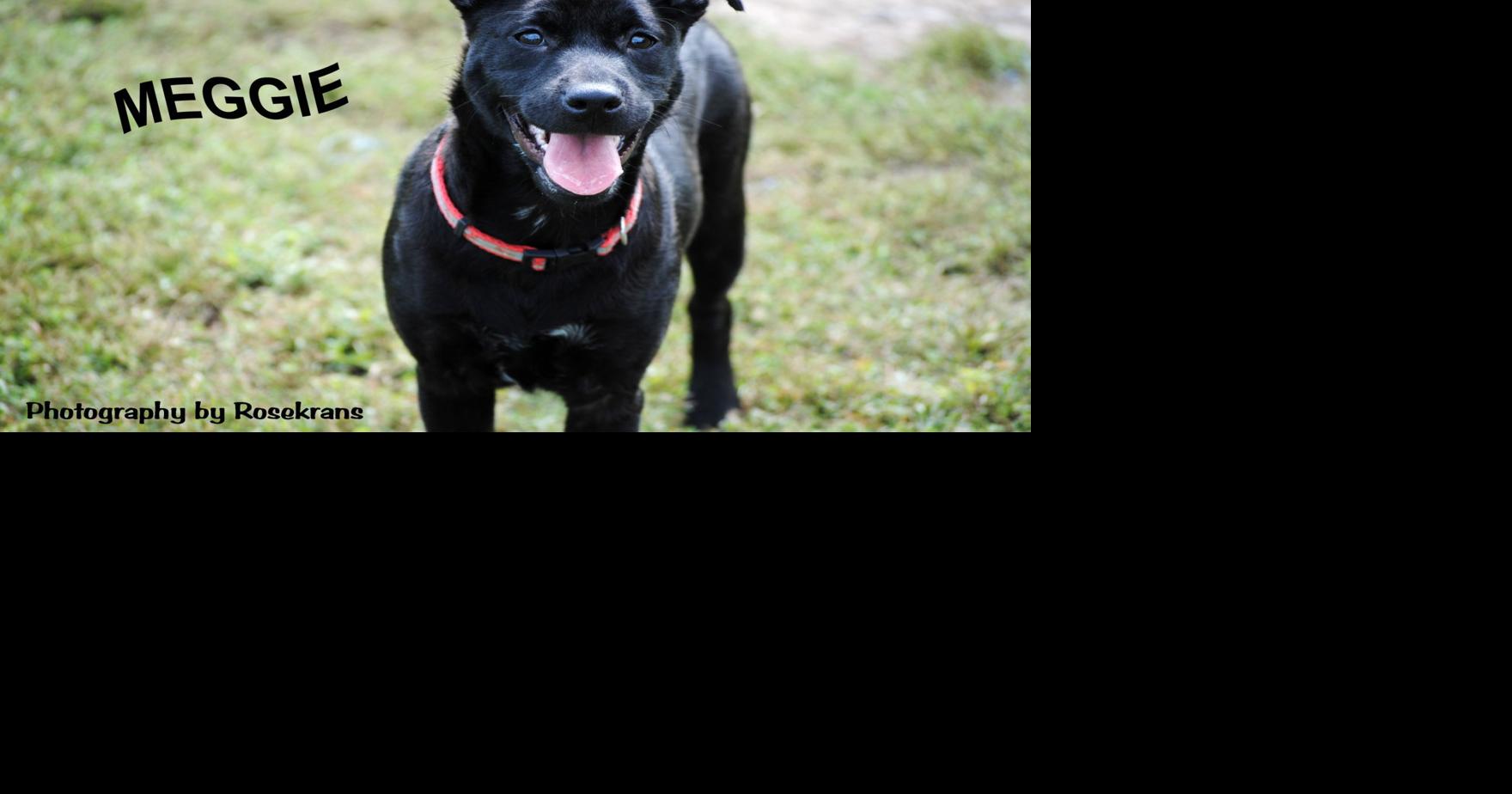 Finger Lakes SPCA: Black Lab puppy Meggie loves fighting with blankets