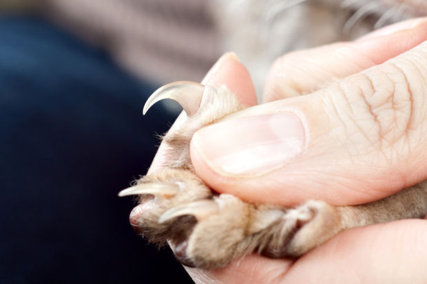 Maurillo: To declaw or not to declaw your cat?