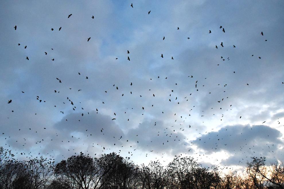 Black skies, white sidewalks: The state of Auburn's crows