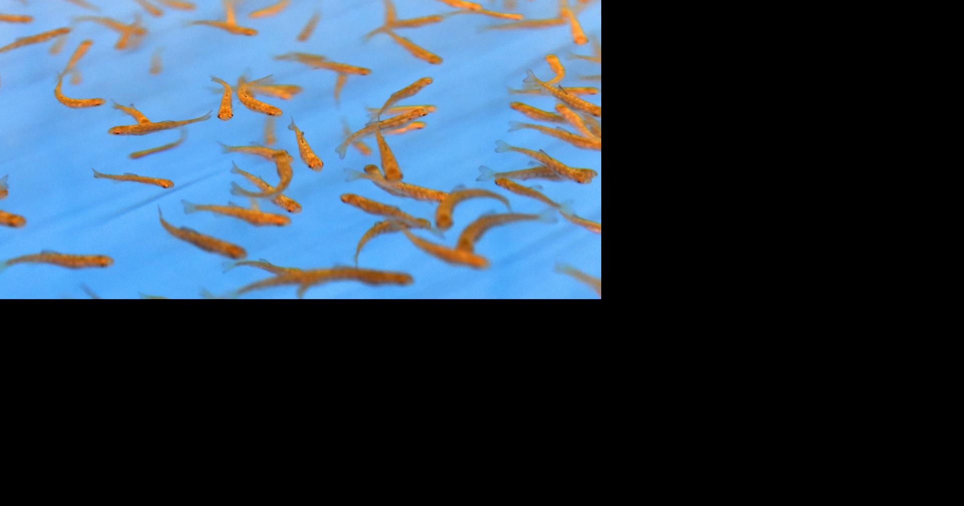 Auburn fish producer receives funding for growth