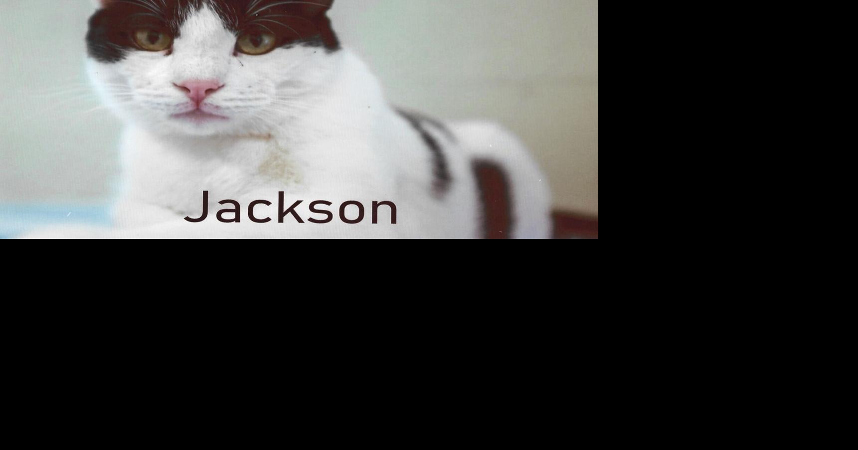 Finger Lakes SPCA: Young cat Jackson wears his heart on his chest