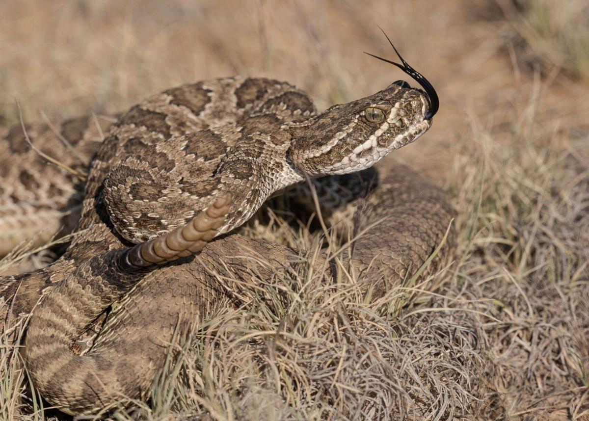 Webcam monitors rattlesnakes at Colorado 'mega den'