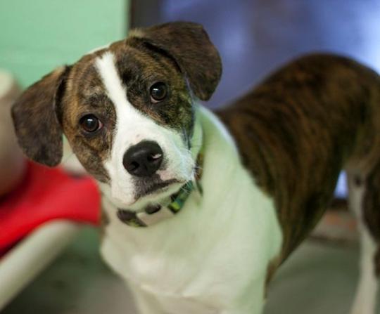 SPCA: Beagle-Boston terrier mix Bruno admires his K9 brothers