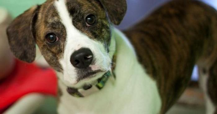 SPCA: Beagle-Boston terrier mix Bruno admires his K9 brothers