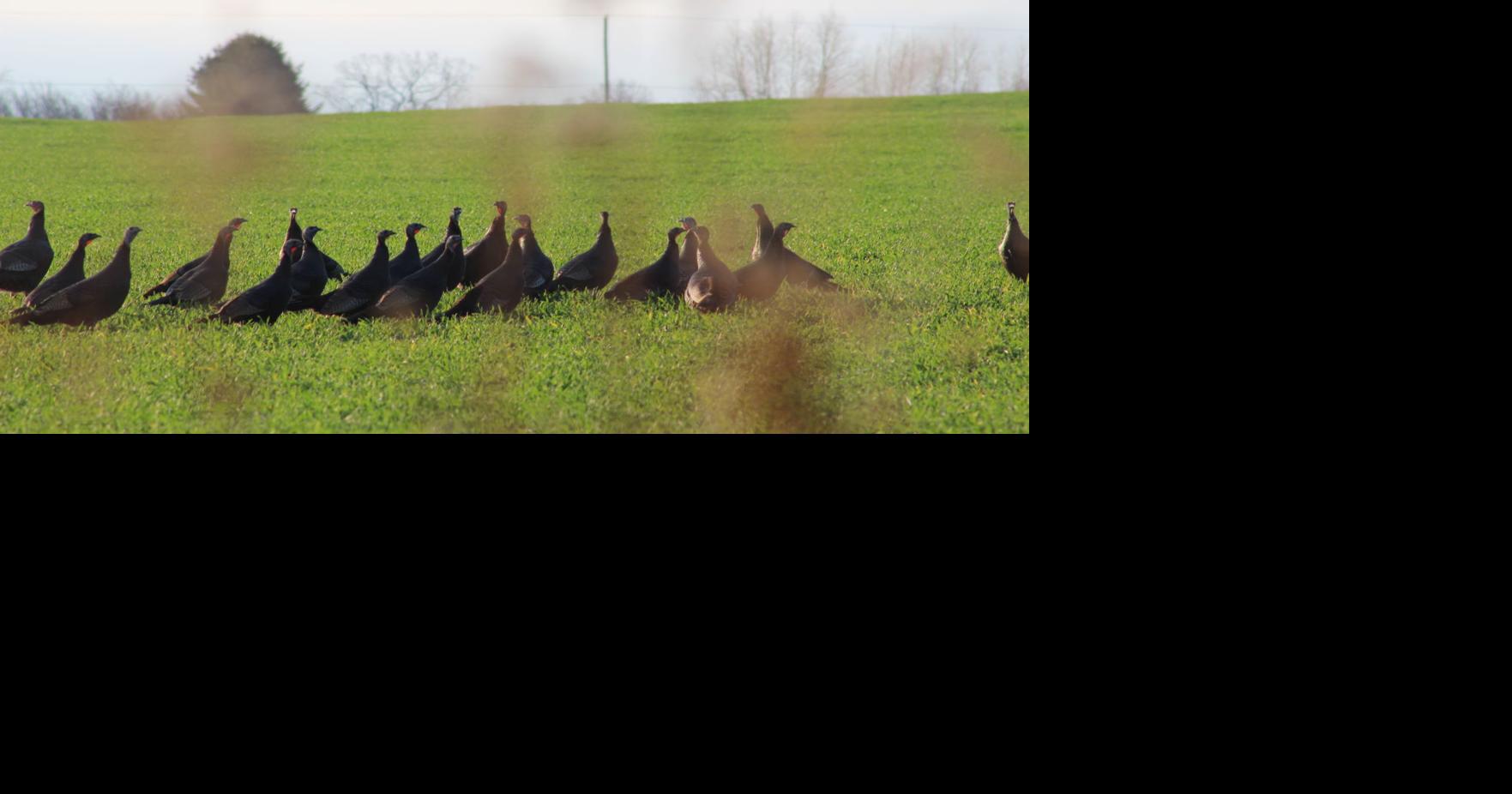 DEC tickets CNY hunter for taking too many turkeys