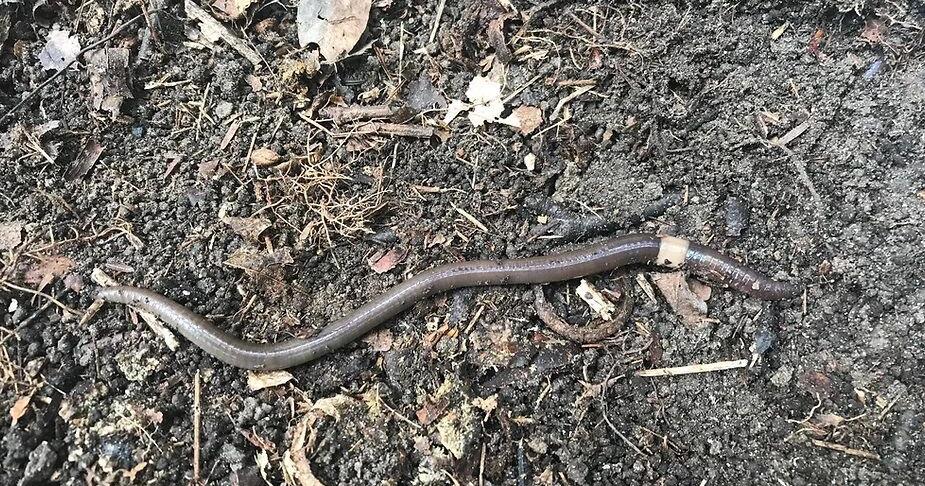 Eco Talk: How to watch for the invasive jumping worm