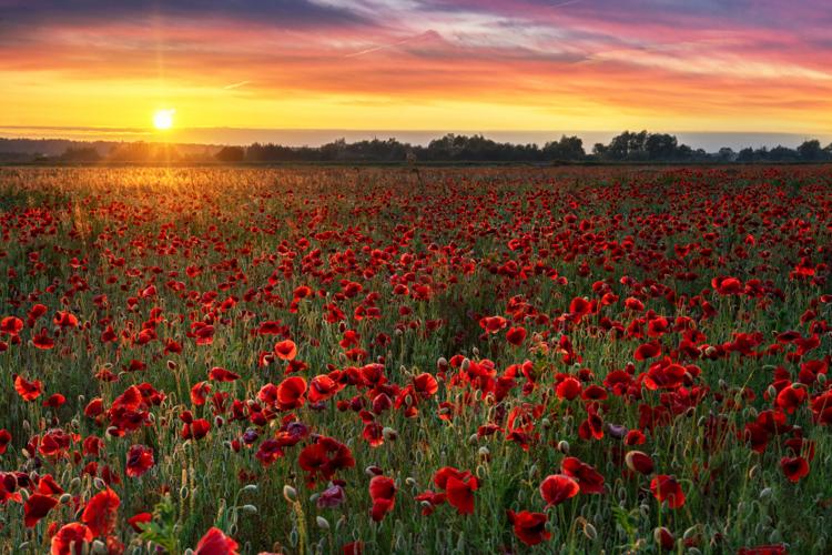 Randall: Why we wear red poppies on Memorial Day