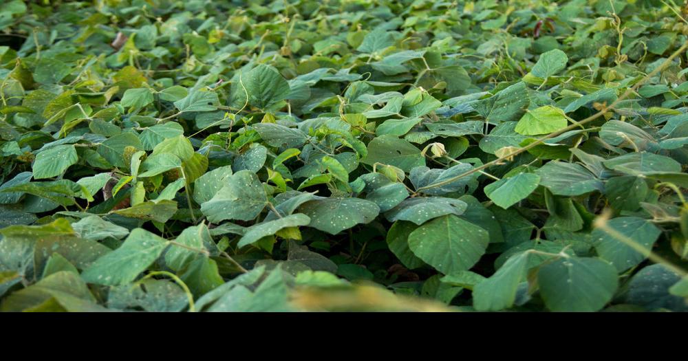 Eco Talk: How cover crops help protect our water