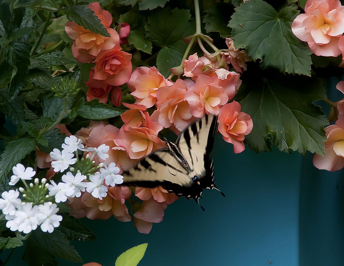 On Gardening: Solenia begonias open up new world of garden elegance