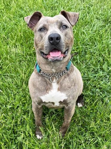 Finger Lakes SPCA: Young pit bull Piper training for her new home