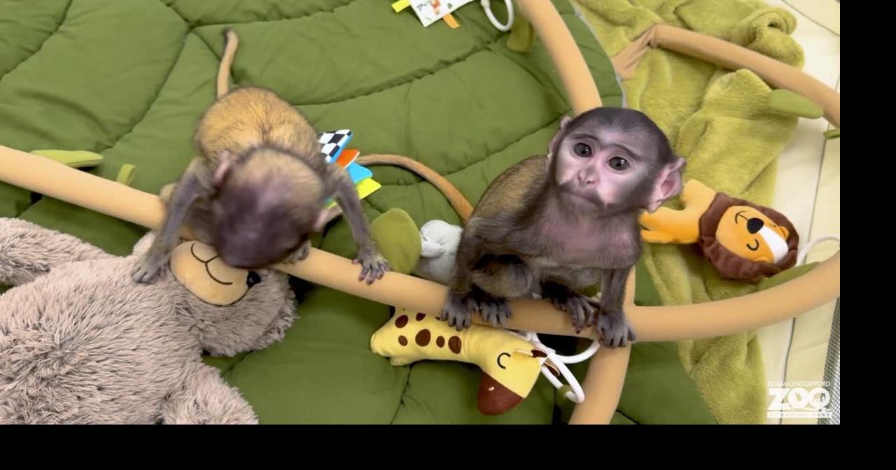 Two patas monkeys born at Rosamond Gifford Zoo in Syracuse