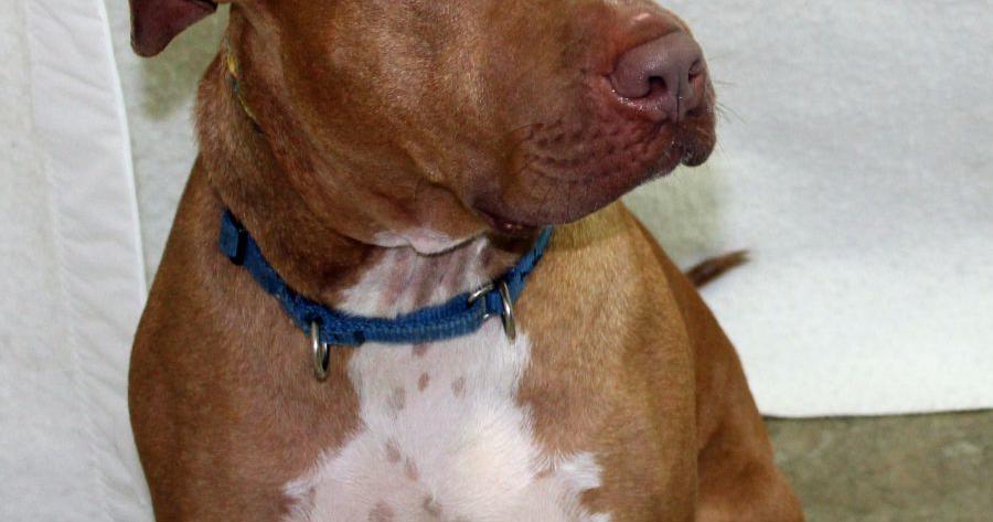 Finger Lakes SPCA: Dapper pit bull Davos is ready to leave the shelter