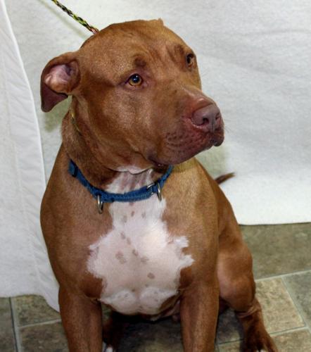 Finger Lakes SPCA: Dapper pit bull Davos is ready to leave the shelter