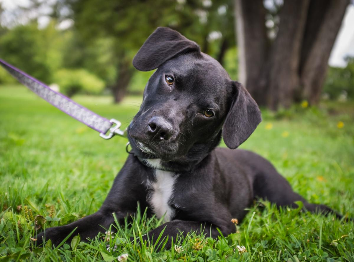 Pup Nup: Women arrange dog wedding to support Auburn SPCA | Lifestyles ...