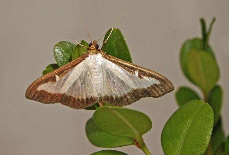 Box tree moth and three other pests to know this summer