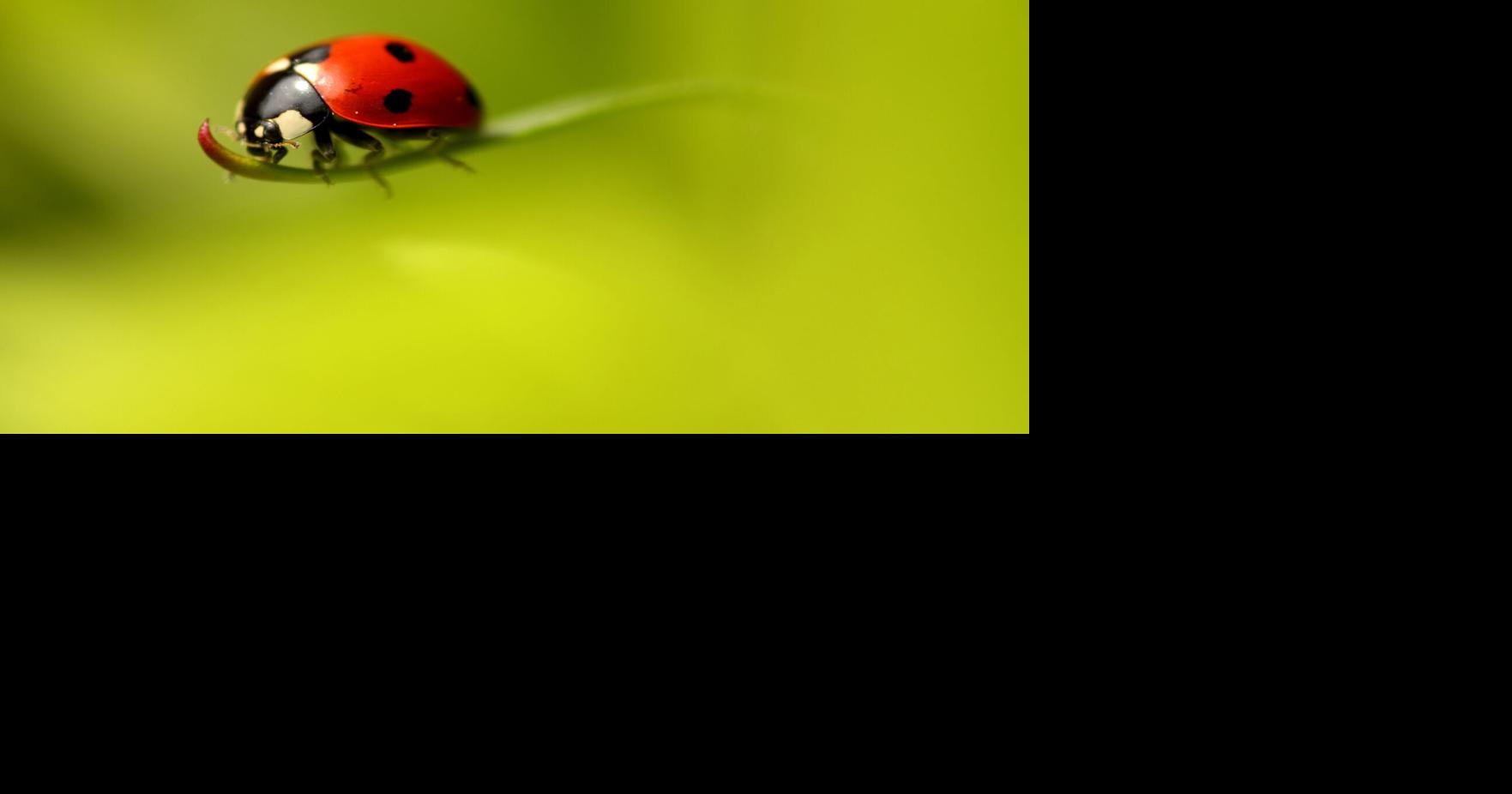 Eco Talk: Learning about lady beetles, aka ladybugs