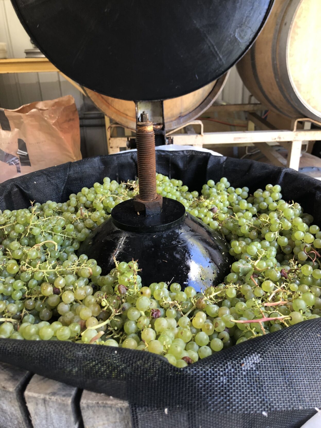 A dry grape harvest in the Finger Lakes, so far