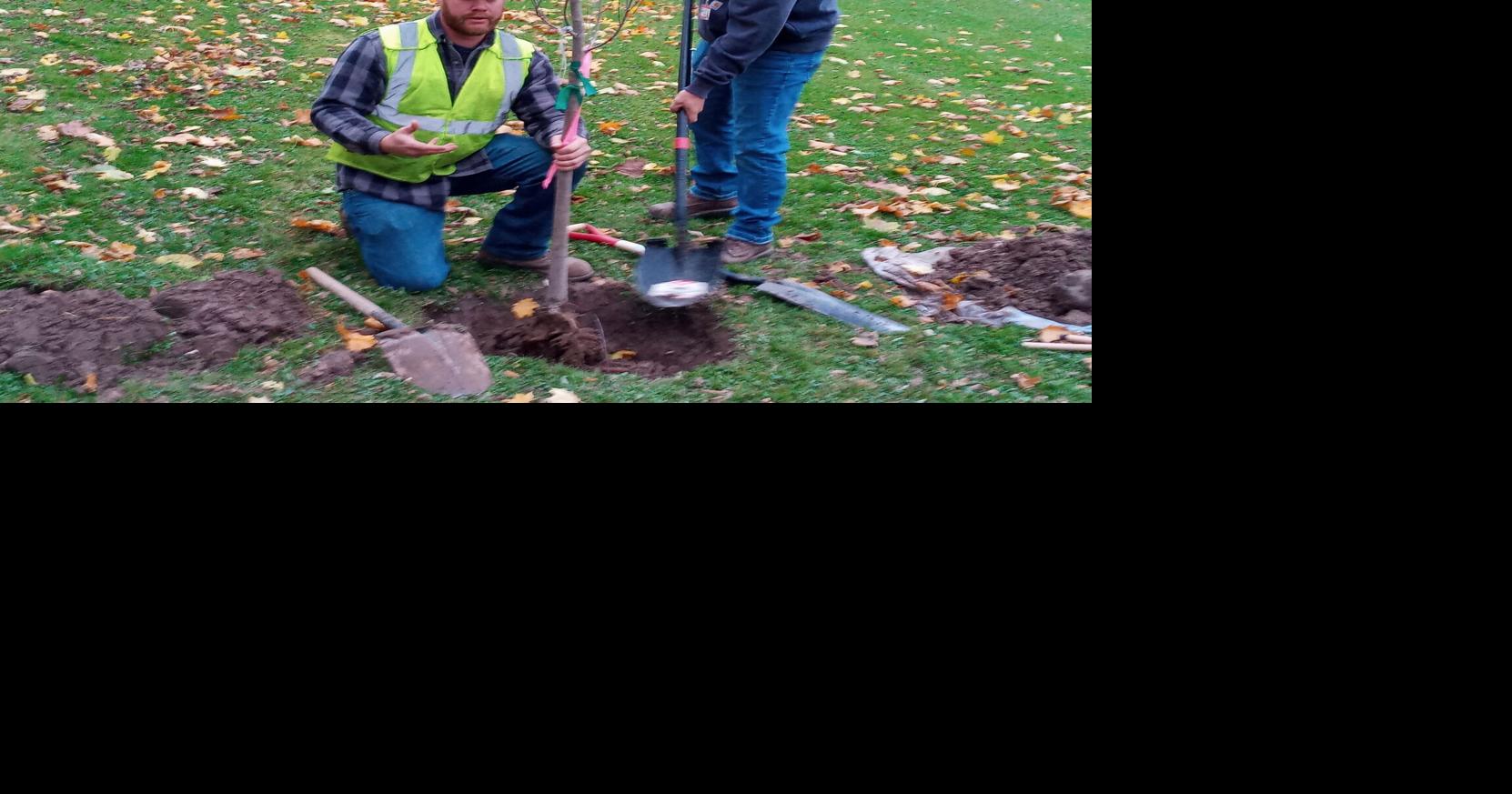 Auburn Beautification Commission launches tree campaign