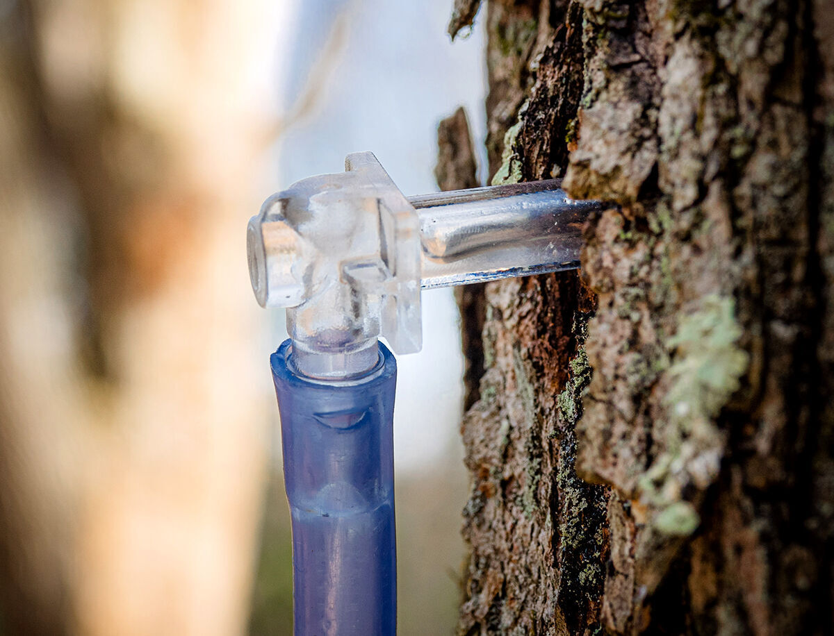 Cayuga college in Auburn to host maple syrup workshop