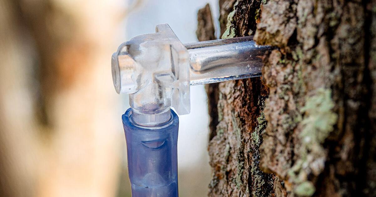 Cayuga college in Auburn to host maple syrup workshop