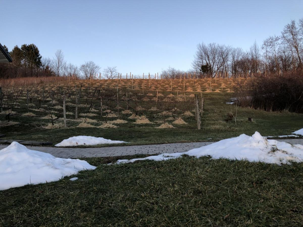 Drought, disease big Finger Lakes wine topics as 2026 begins