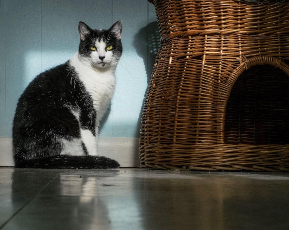 Finger Lakes SPCA: Cat Spunky would be good for your health