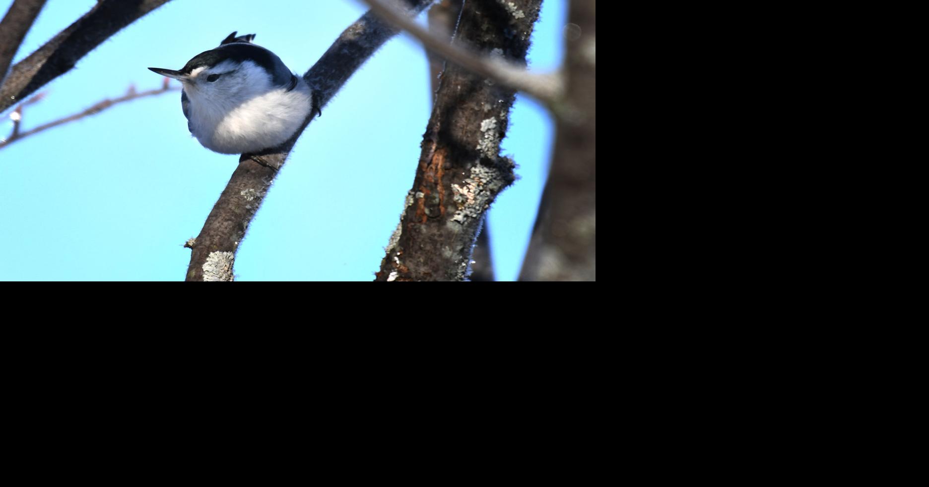 The importance of the Great Backyard Bird Count