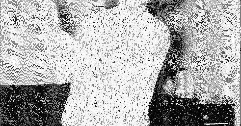 Ormie King: Playground memories from an Auburn director