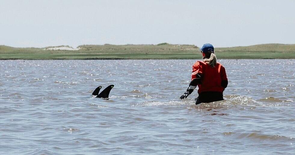 Rescuers try to save dolphins after Cape Cod mass stranding