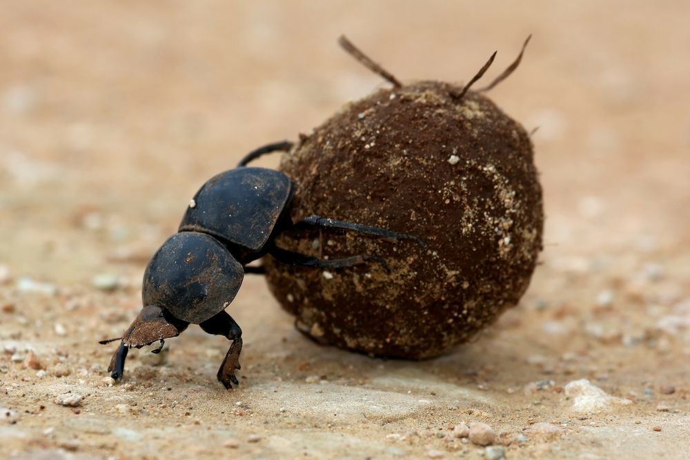 Eco Talk: The crucial role of the dung beetle