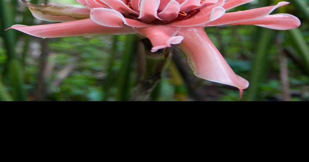 Cosentino: Tips for displaying, growing ginger flowers