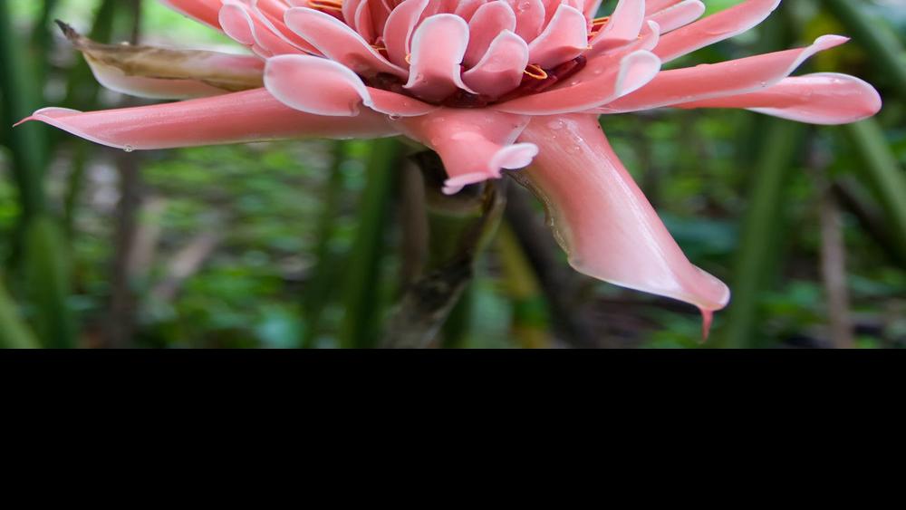 Cosentino: Tips for displaying, growing ginger flowers | Lifestyles ...