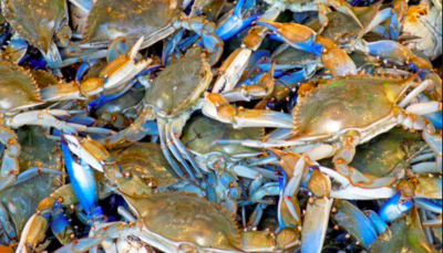Chesapeake Bay blue crab population sustains for sixth straight year ...