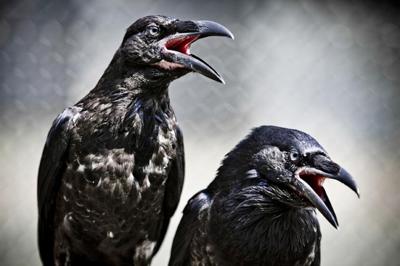 Maryland Zoo and Baltimore Ravens introduce Rise and Conquer | Relaxer ...
