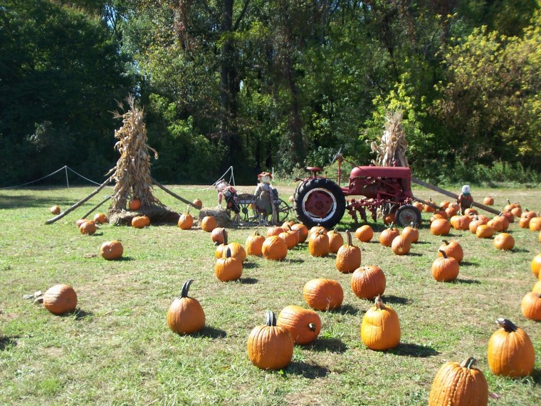 Huber's Farm offers Halloween fun for everyone | Relaxer | avenuenews.com