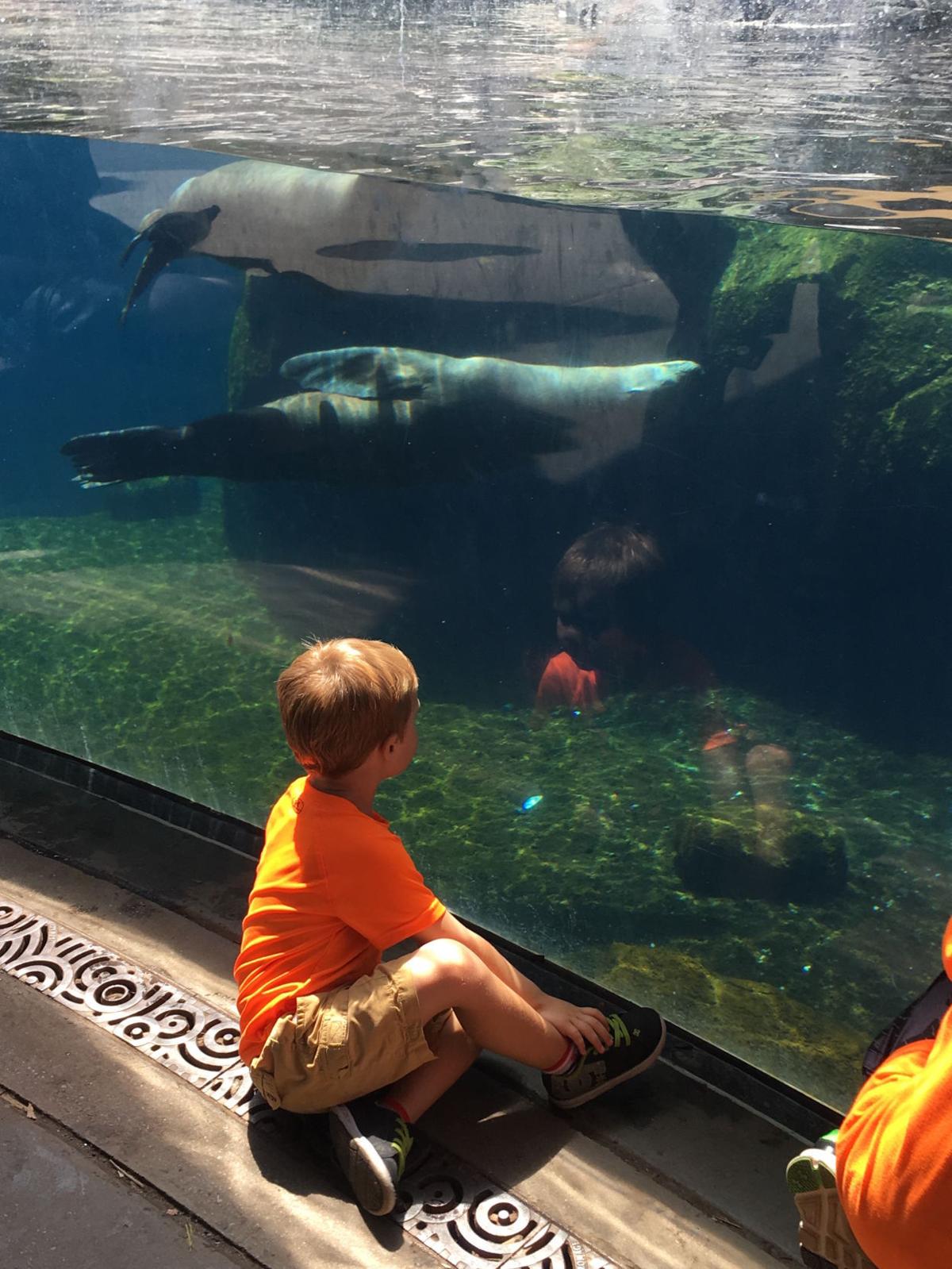 National Treasure: A Day at the DC Zoo | Relaxer | avenuenews.com