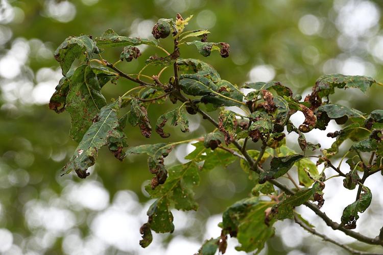 Oaks are dying at record rates across Chesapeake region | Regional ...