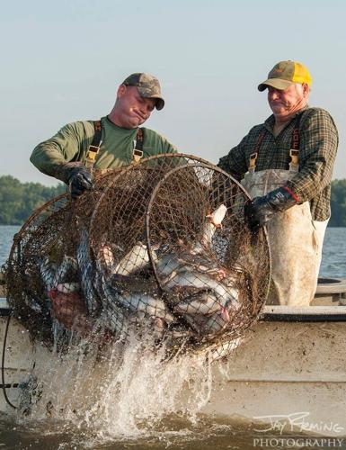 Maryland Catfish Trail hopes to control invasive species | Regional ...
