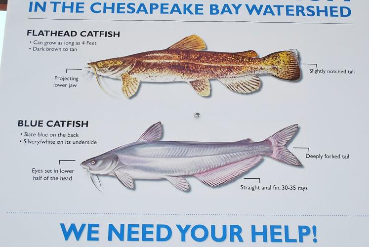 Maryland Catfish Trail hopes to control invasive species | Regional ...