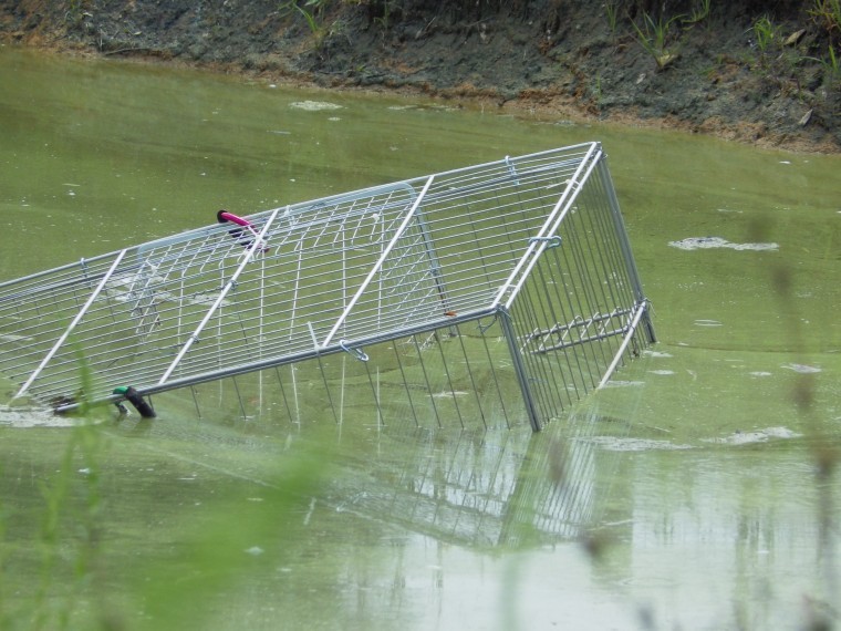 Snapping turtles becoming voracious pest for Cecil County farm | News ...