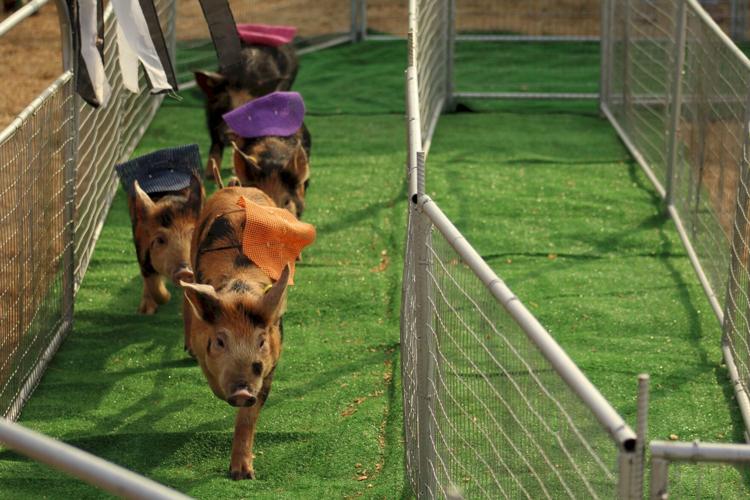 Dundalk Heritage Fair returns with rides, pig races, rock 'n' roll ...