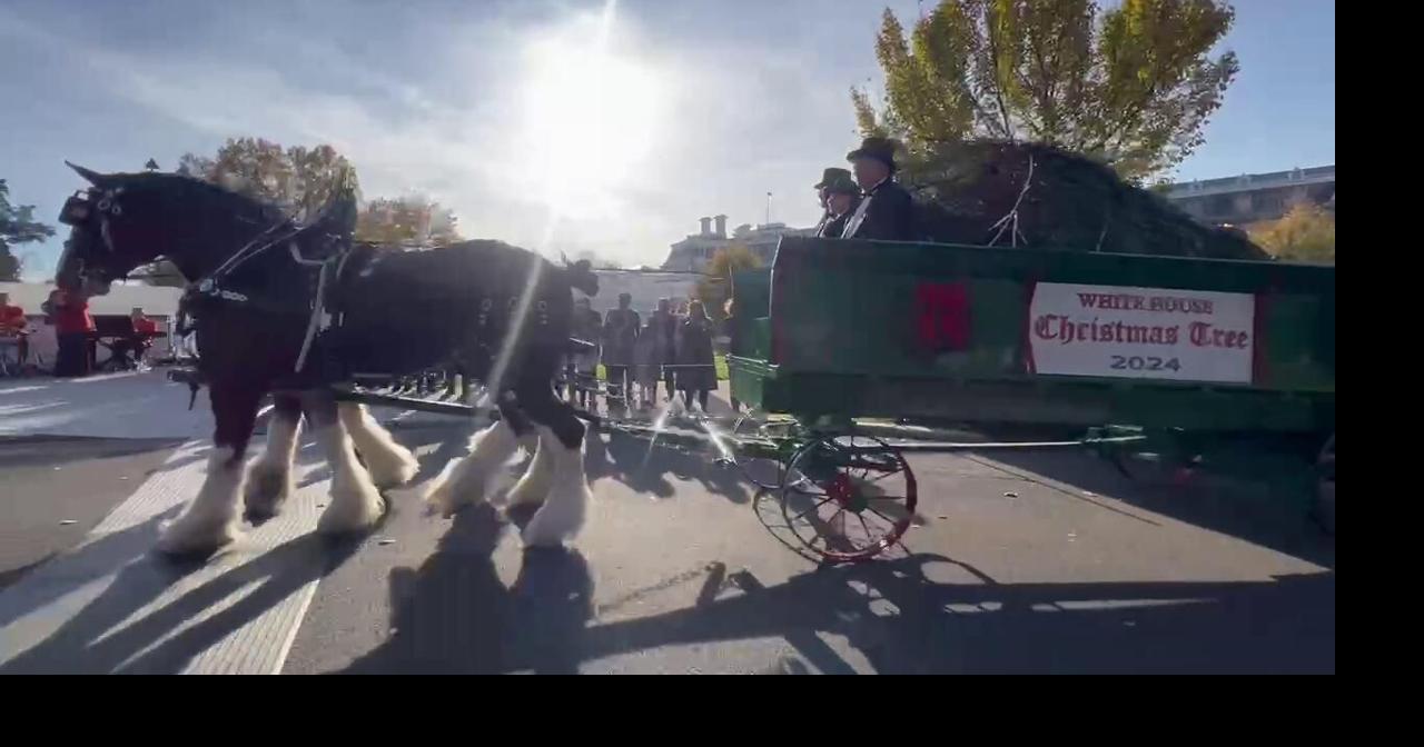 White House Christmas Tree arrives from Cartner Christmas Tree Farm ...